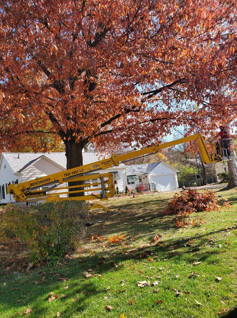 The Basics Of Tree Trimming & Pruning